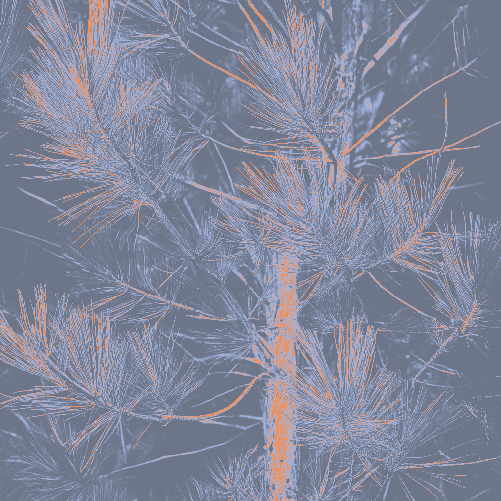 LongLeaf Studios | Team