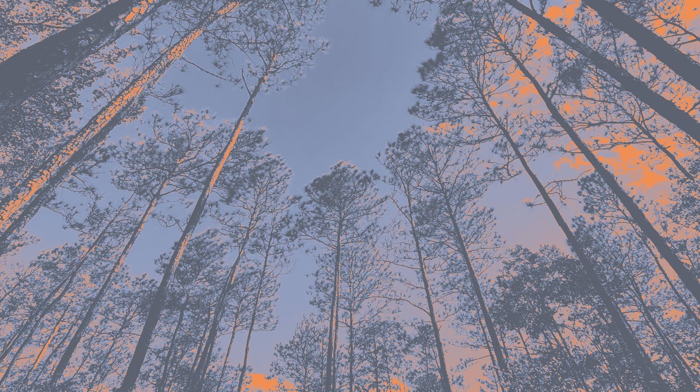 LongLeaf Studios | Team